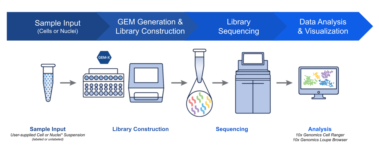 The neXt generation of single cell RNA-seq: An introduction to GEM-X technology - 10x Genomics